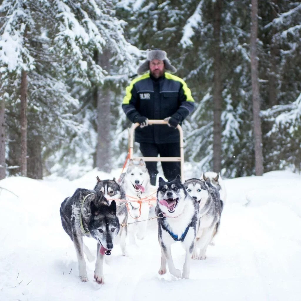 Hundspann i Luleå & Boden - Explore Luleå
