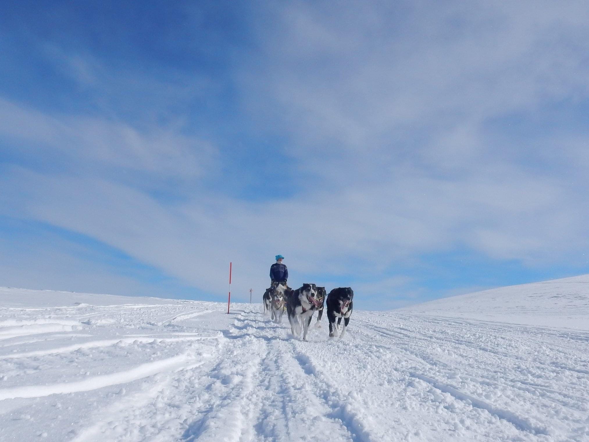 Hundspann i Luleå & Boden - Explore Luleå